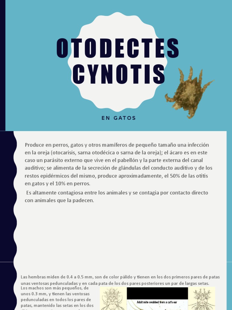 Otodectes Cynotis | PDF | Ácido gamma-aminobutírico | Sinapsis