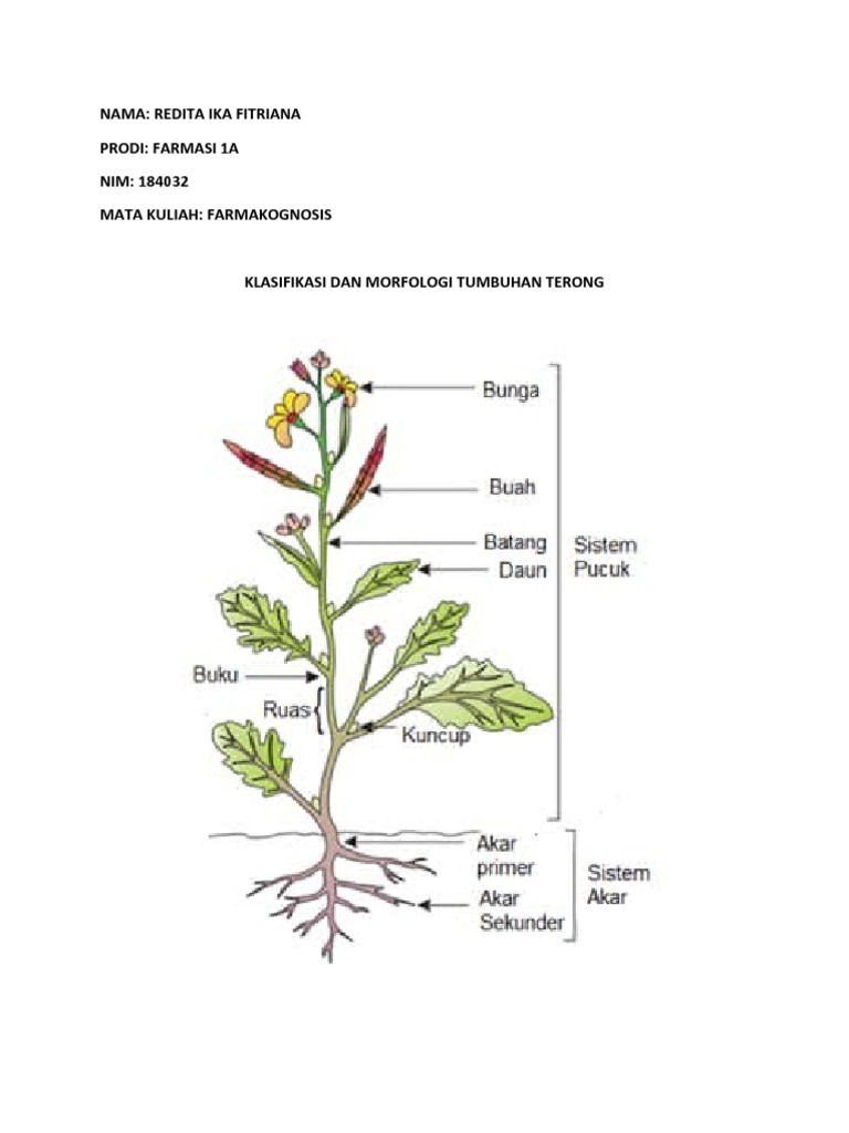 FARMAKOGNOSIS | PDF | Griya & Taman | Kesehatan Holistik