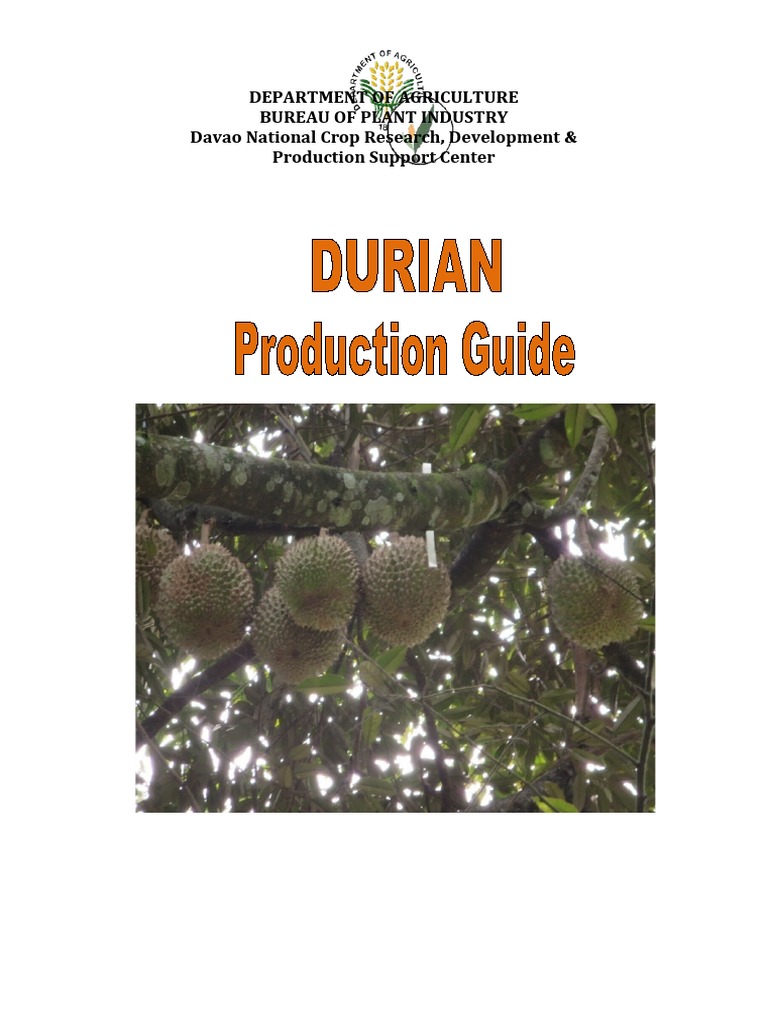 Durian Production and Cultivation Guide | PDF | Mindanao | Mulch