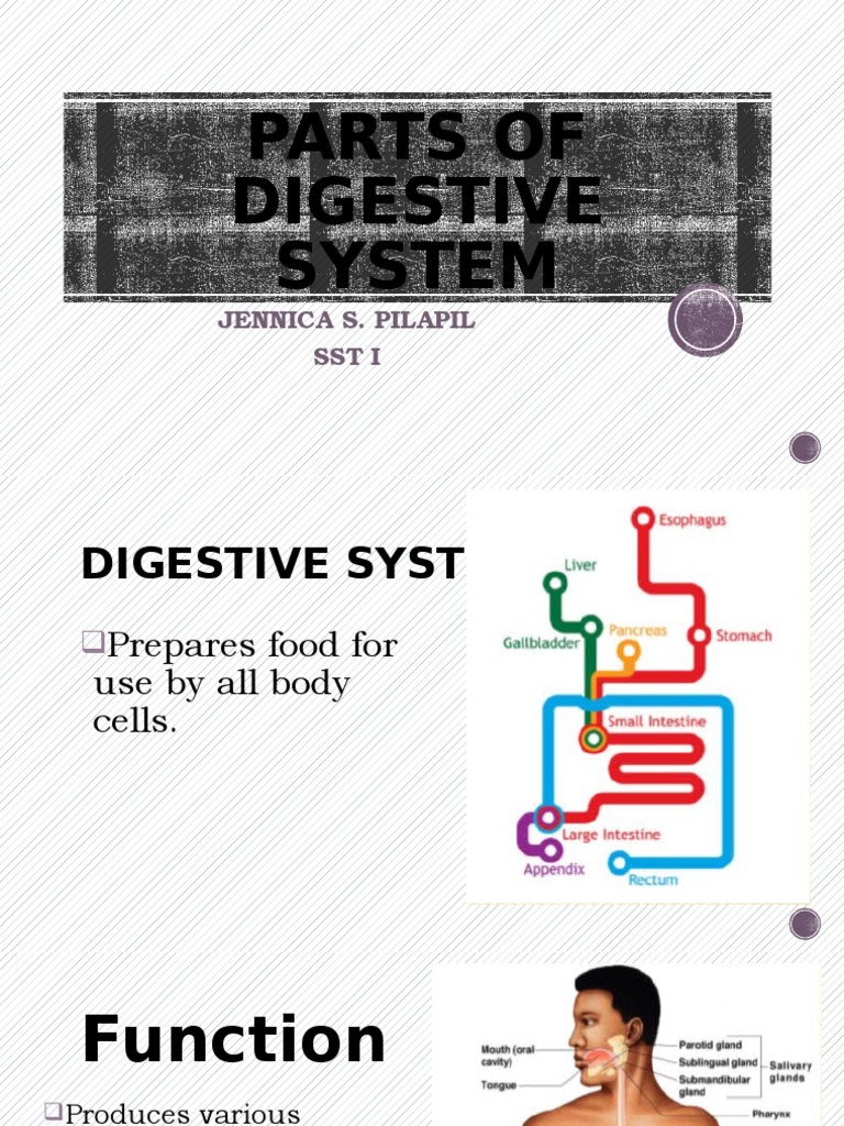 Parts and Functions of the Digestive System | PDF | Human Digestive ...