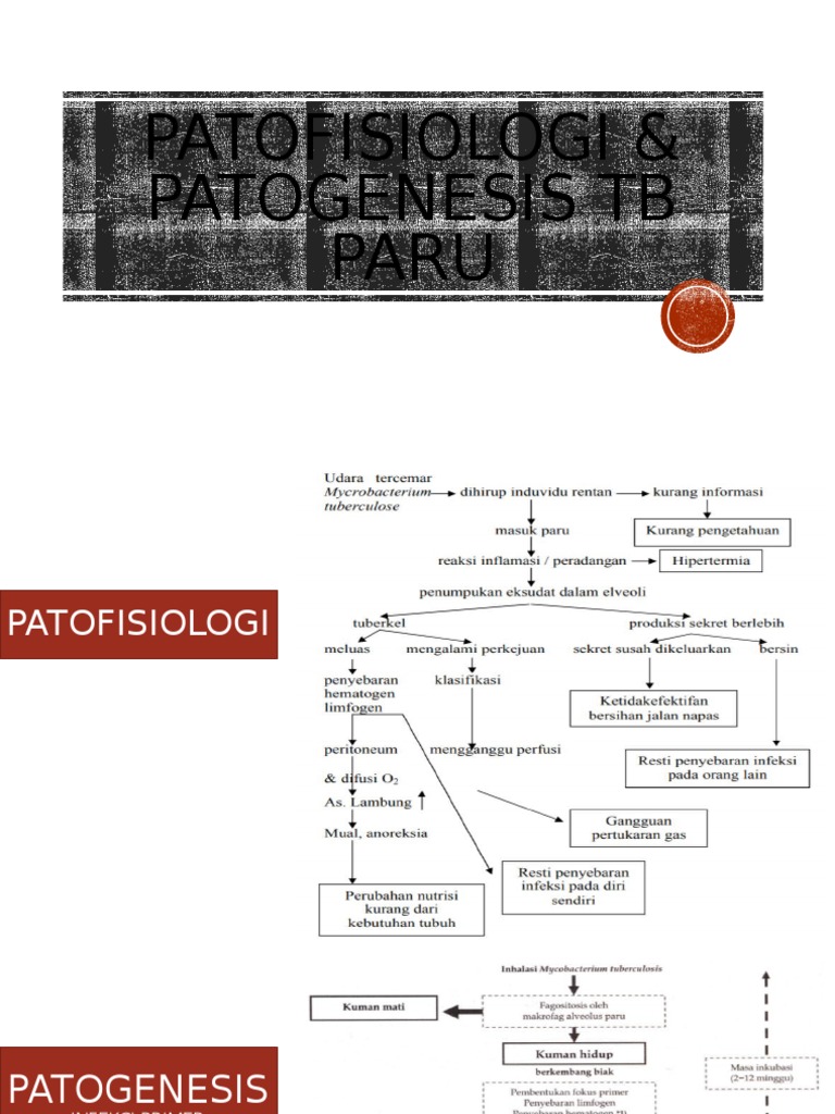 Patofisiologi & Patogenesis TB Paru | PDF