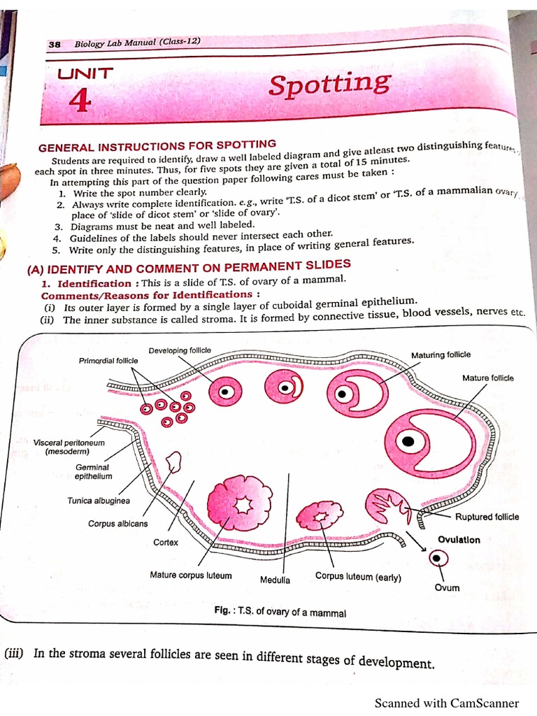 Biology Practicals For Class 12 Spotting Most Important Pdf