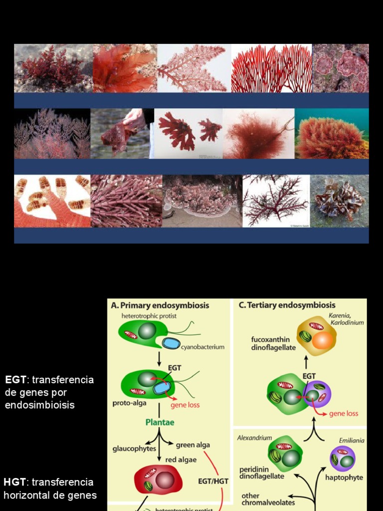 Rhodophyta | PDF | Eucariotas | Anatomía Celular