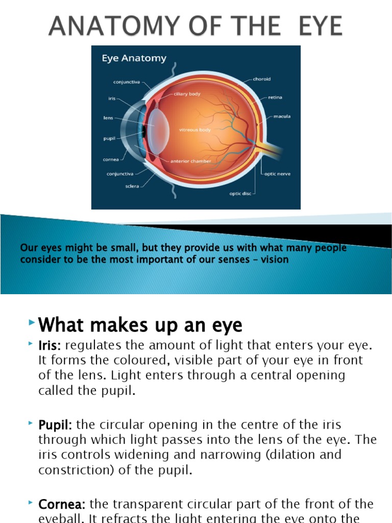 Anatomy of Eye | PDF | Eye | Retina