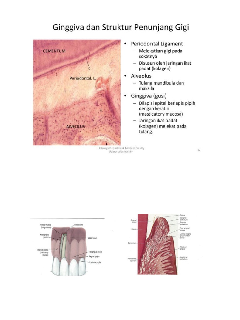 Histologi Mukosa | PDF