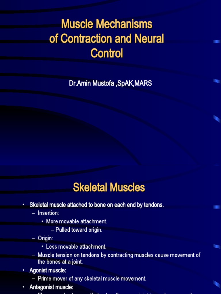 Muscle Contraction Mechanisms Explained | PDF | Muscle Contraction ...