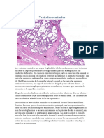 Tecnica de Cervicometria | PDF | Parto prematuro | Parto