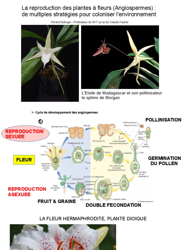 Reproduction des Angiospermes et Pollinisation | PDF | Pollinisation ...