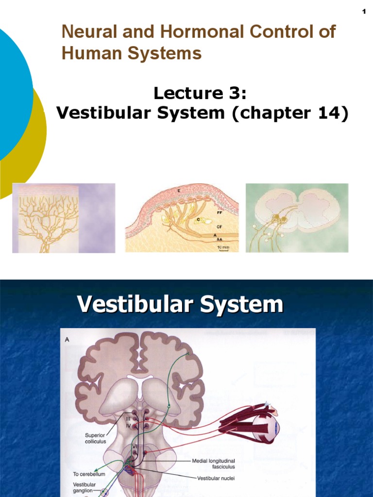 Vestibular System Overview and Functions | PDF | Vestibular System ...