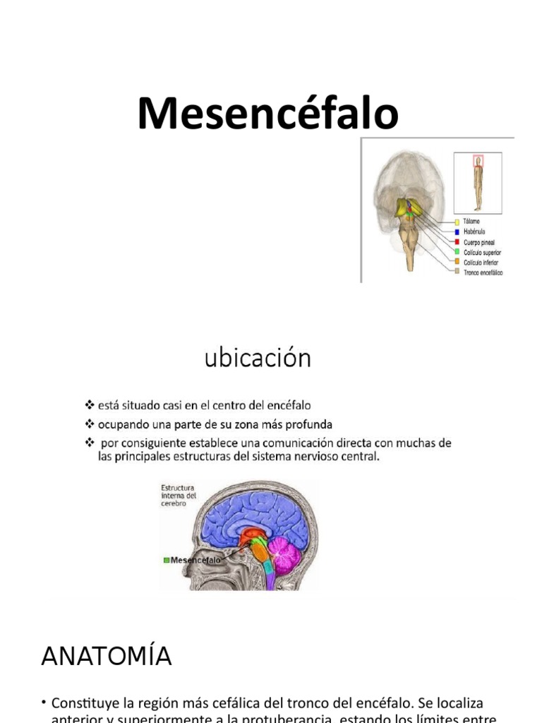 MECENCEFALO | PDF | Órgano (anatomía) | Cabeza y cuello humanos
