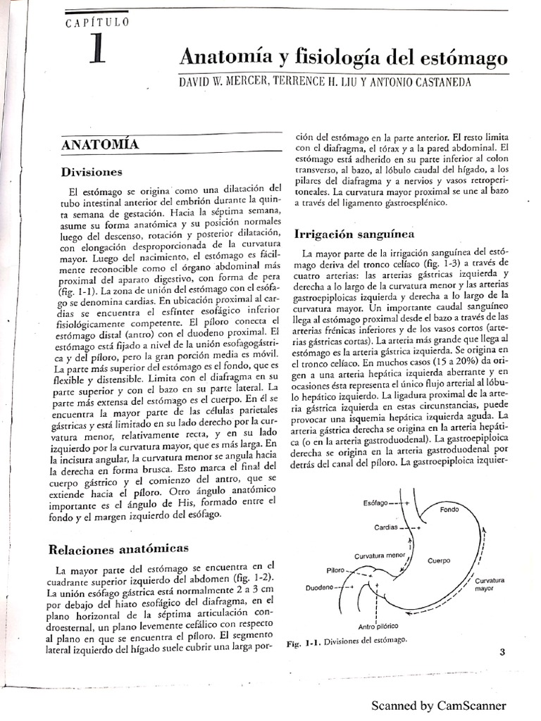 Anatomía y Fisiología Del Estómago | PDF