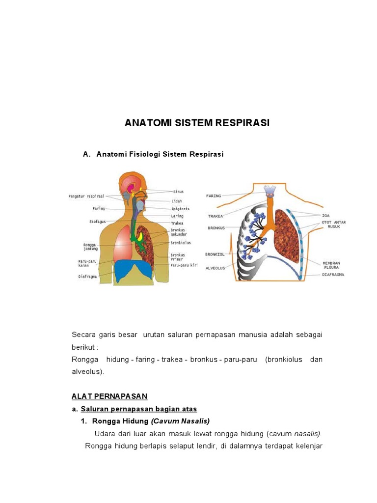 Anatomi Sistem Respirasi | PDF