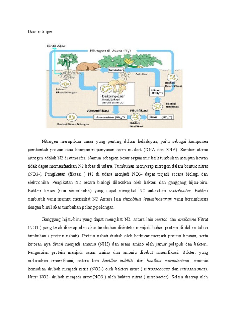 Daur Nitrogen | PDF