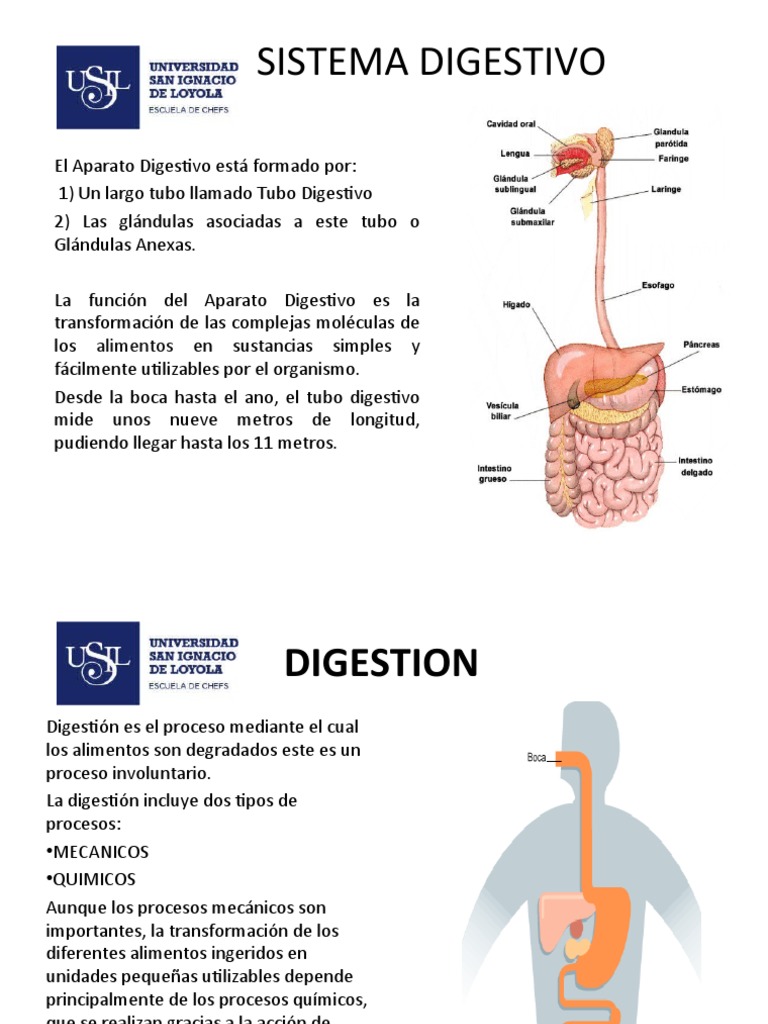 2.-Proceso Digestivo | PDF | Sistema digestivo humano | Digestión