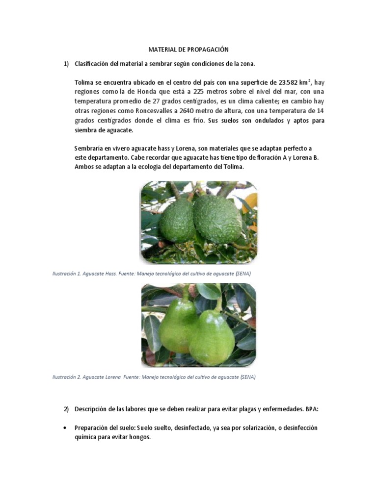 Material de Propagación Aguacate. | PDF | Aguacate | Suelo