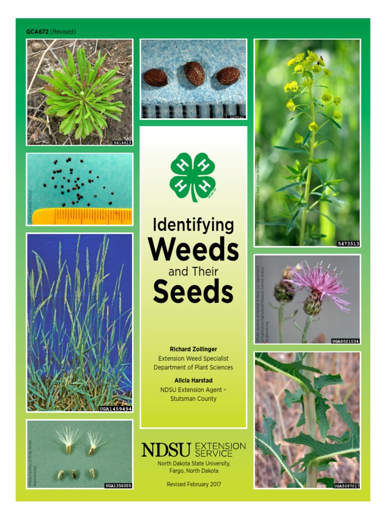 North Dakota Weed Identification Guide | PDF | Leaf | Flowers