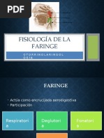 Cápsula de Glisson | PDF | Tejido adiposo | Riñón