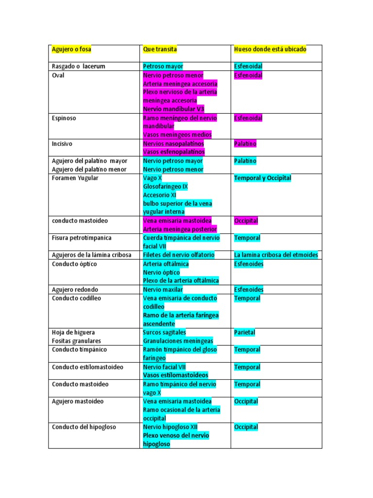 Foramenes Del Craneo | PDF | Anatomía humana | Cabeza y cuello humanos