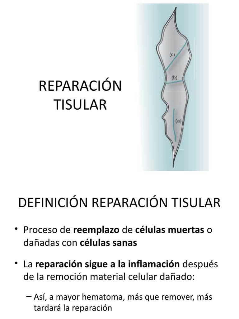 Reparacion Tisular | PDF | Hemostasia | Inflamación