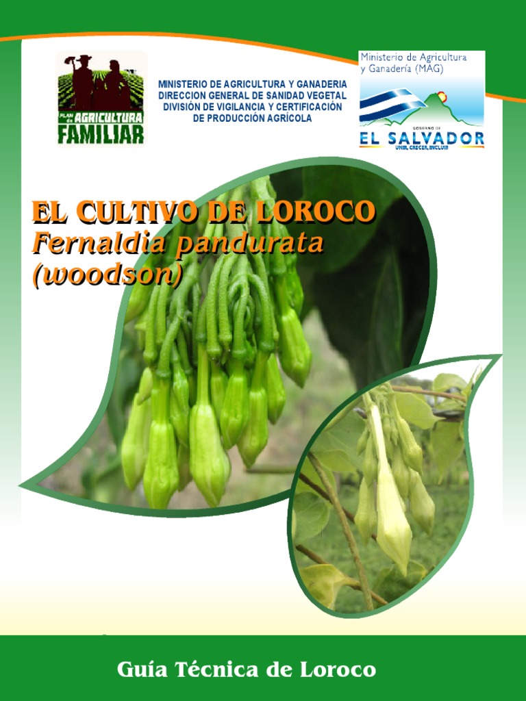 Cultivo de Loroco | PDF | Control biológico de plagas | Insectos