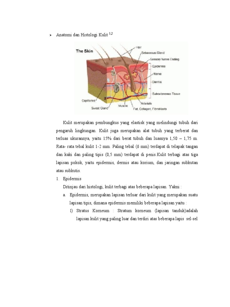 Anatomi Dan Histologi Dan Fisiologi Kulit | PDF