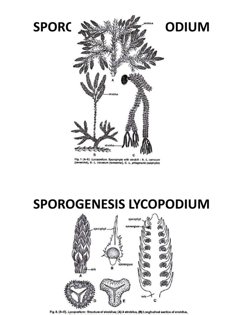 Lycopodium Life Cycle