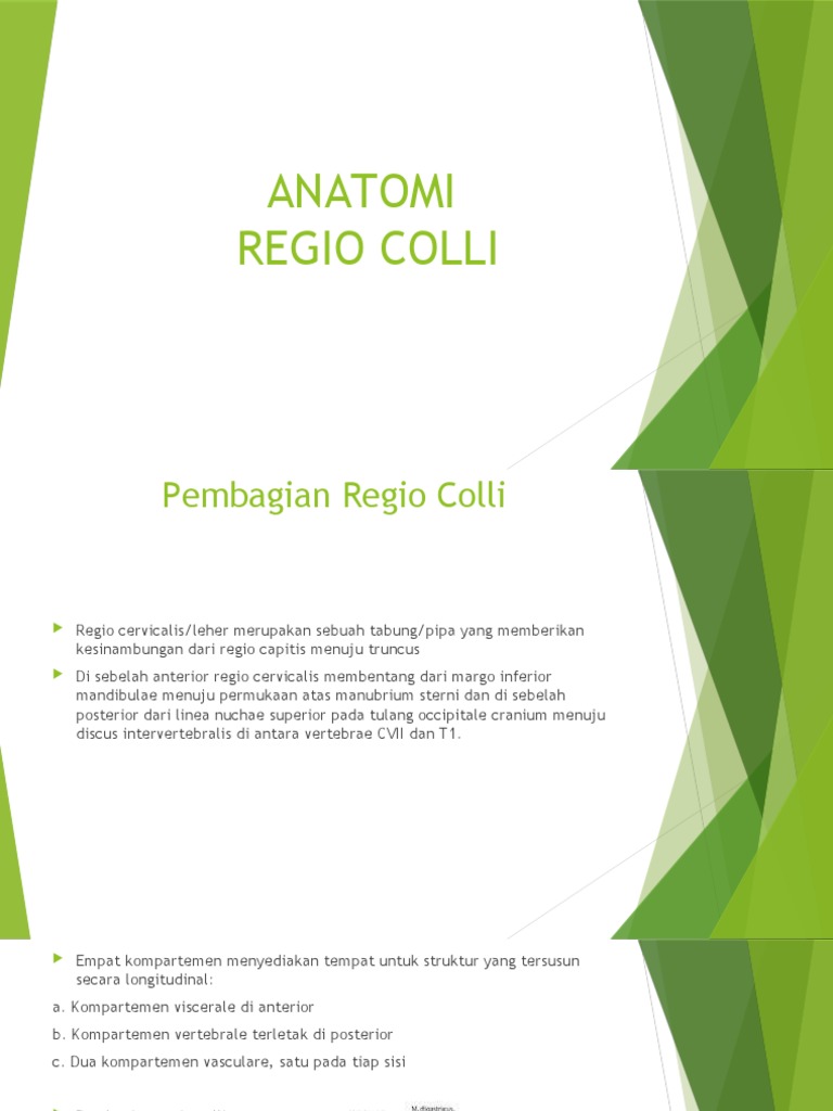 Anatomi Regio Colli | PDF