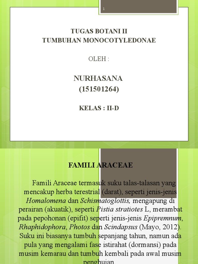 Jenis Tumbuhan Famili Araceae | PDF | Griya & Taman | Kesehatan Holistik