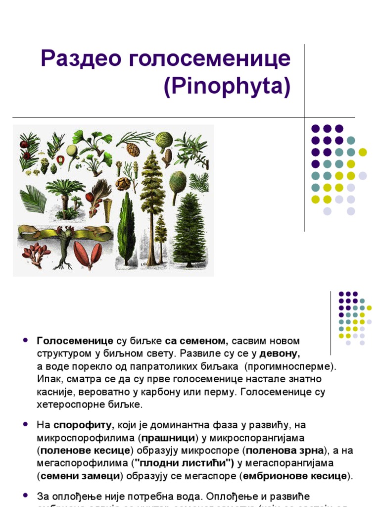 Razdeo Golosemenice (Pinophyta) FULL | PDF