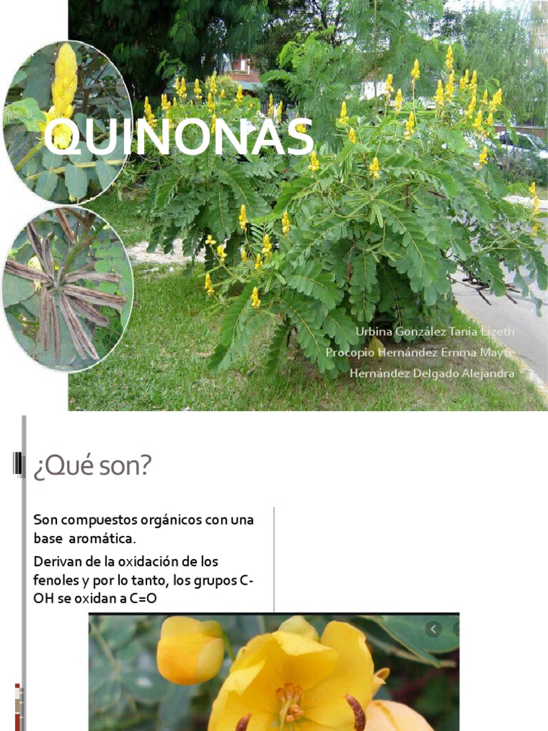 Quinonas 1 | PDF