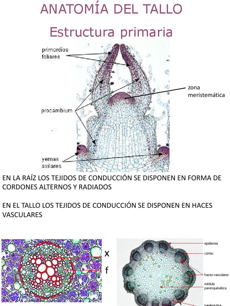 Anatomia Primaria Tallo PDF | PDF | Tallo de la planta | Plantas