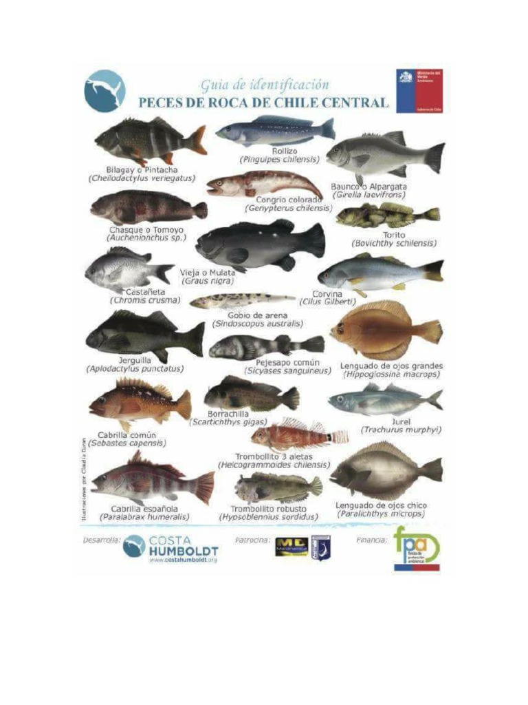 Peces de Roca Chilenos | PDF