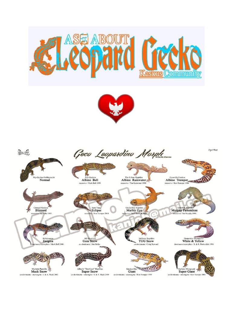Leopard Gecko Indonesia | PDF | Sains & Matematika