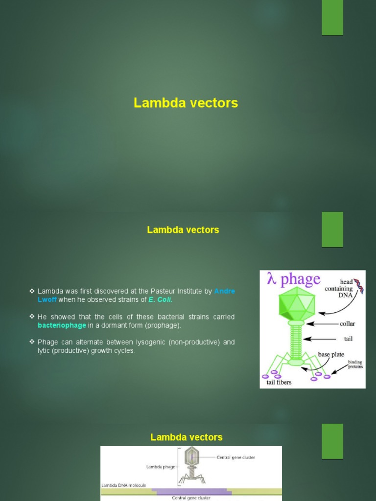 Lambda Vectors: A Concise Guide | PDF | Molecular Cloning | Plasmid