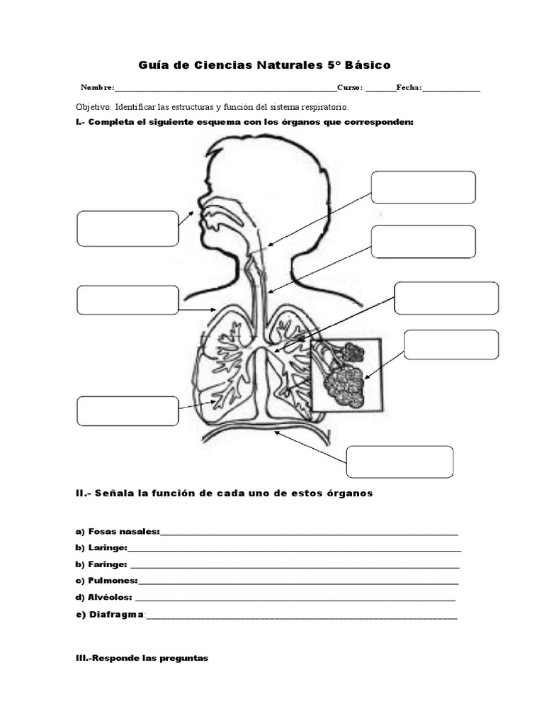 5 Guia Sistema. Respiratorio | PDF