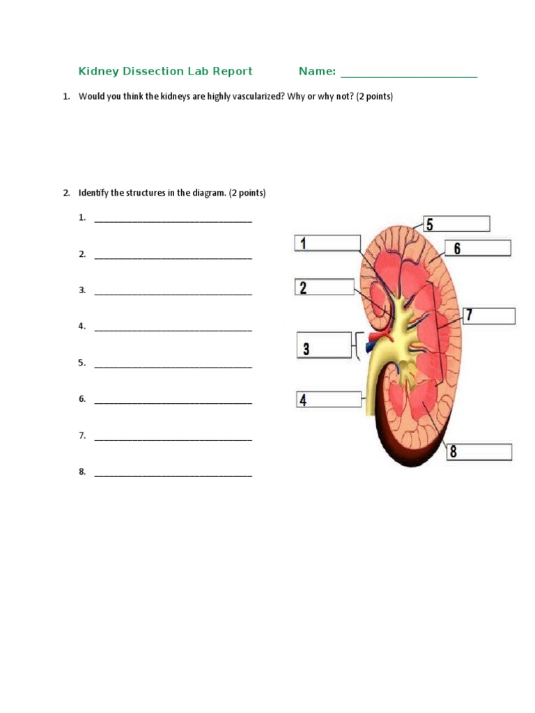 Kidney Dissection Lab Report | PDF