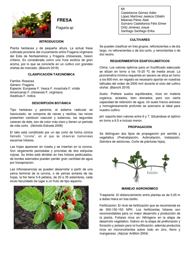 Ficha Fresa PDF | PDF | fresa | Flores