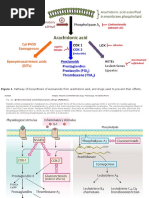 Cyclooxygenase Pathway Overview Diagram | PDF
