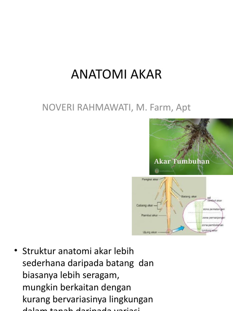 Anatomi Akar-1 | PDF