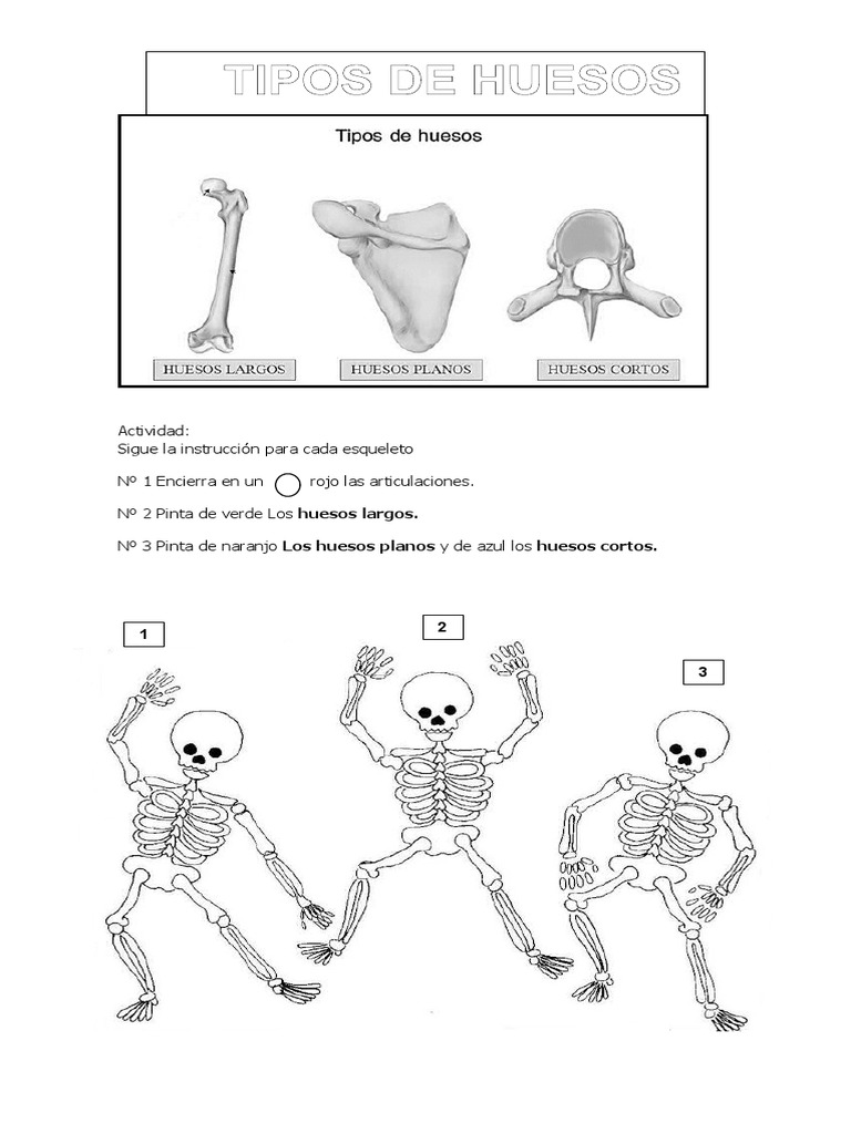 Tipos de Huesos: Actividad para Niños | PDF