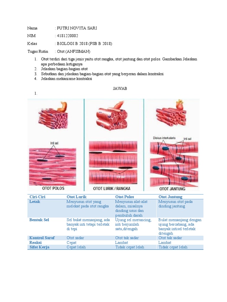 TR Otot | PDF | Sains & Matematika