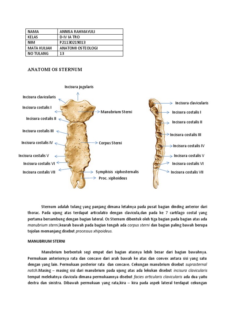 Os Sternum | PDF