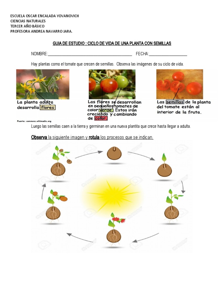 Ciclo de Vida de Plantas con Semillas | PDF | Hogar, jardinería y ...