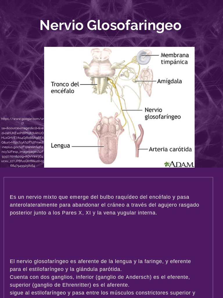 Nervio Glosofaringeo | PDF | Lengua | Nervio