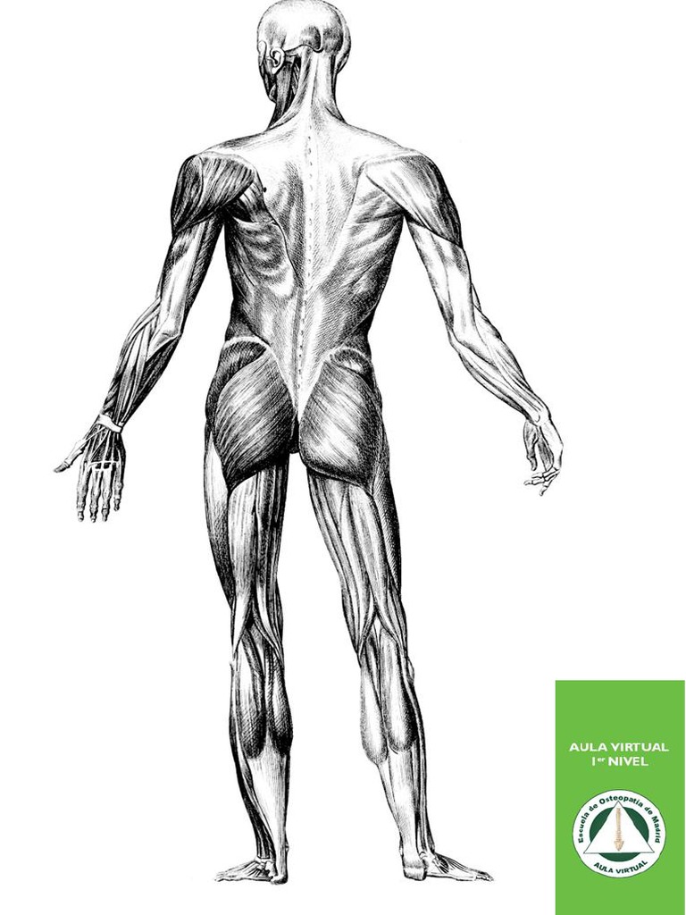 Anatomía y Biomecánica de Dorsales | PDF | La columna vertebral | Tórax