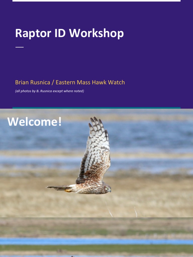 Raptor Identificaton Workshop | PDF | Hawk | Bald Eagle