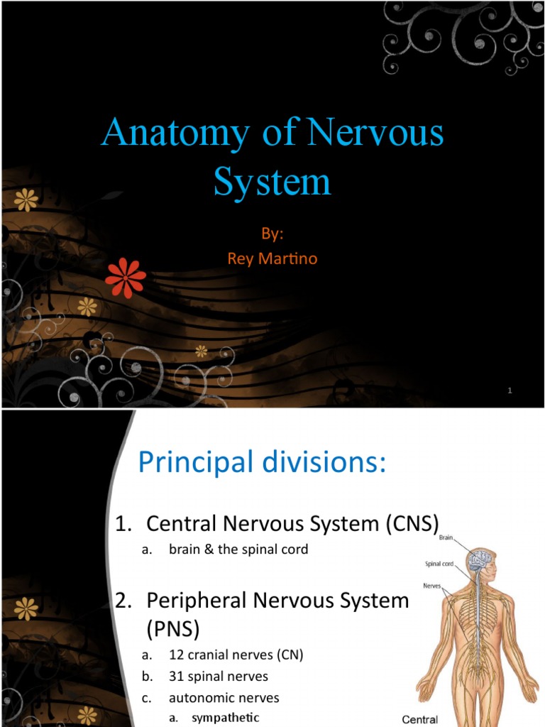 Anatomy of Nervous System | PDF | Nervous System | Central Nervous System