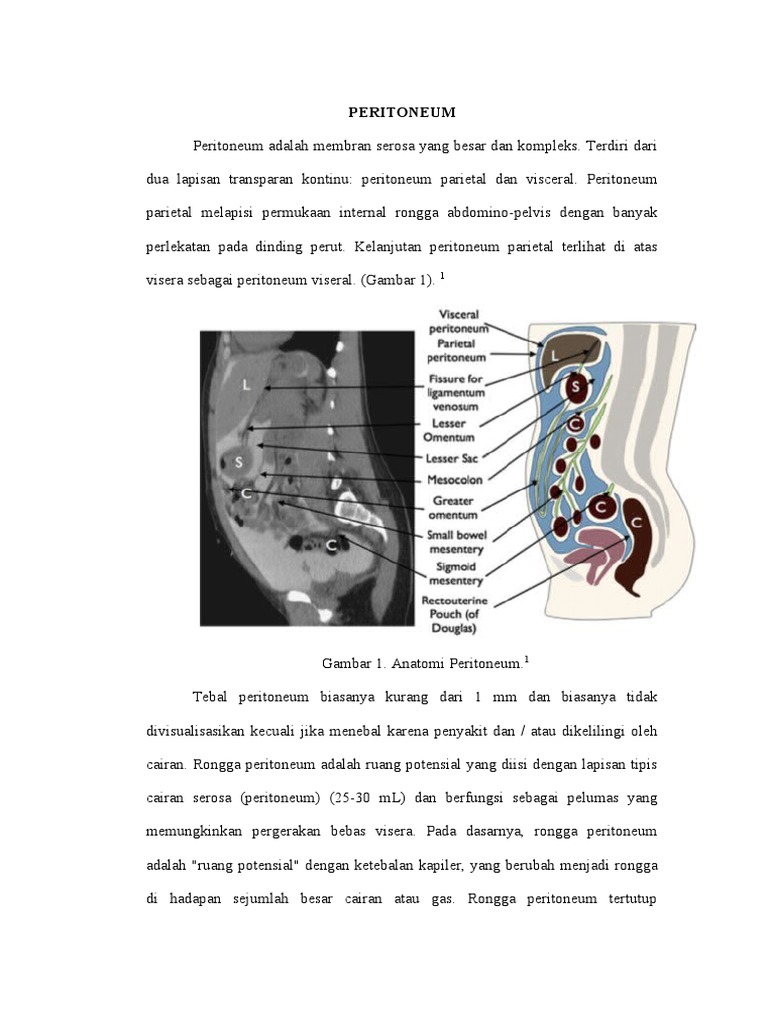 PERITONEUM | PDF