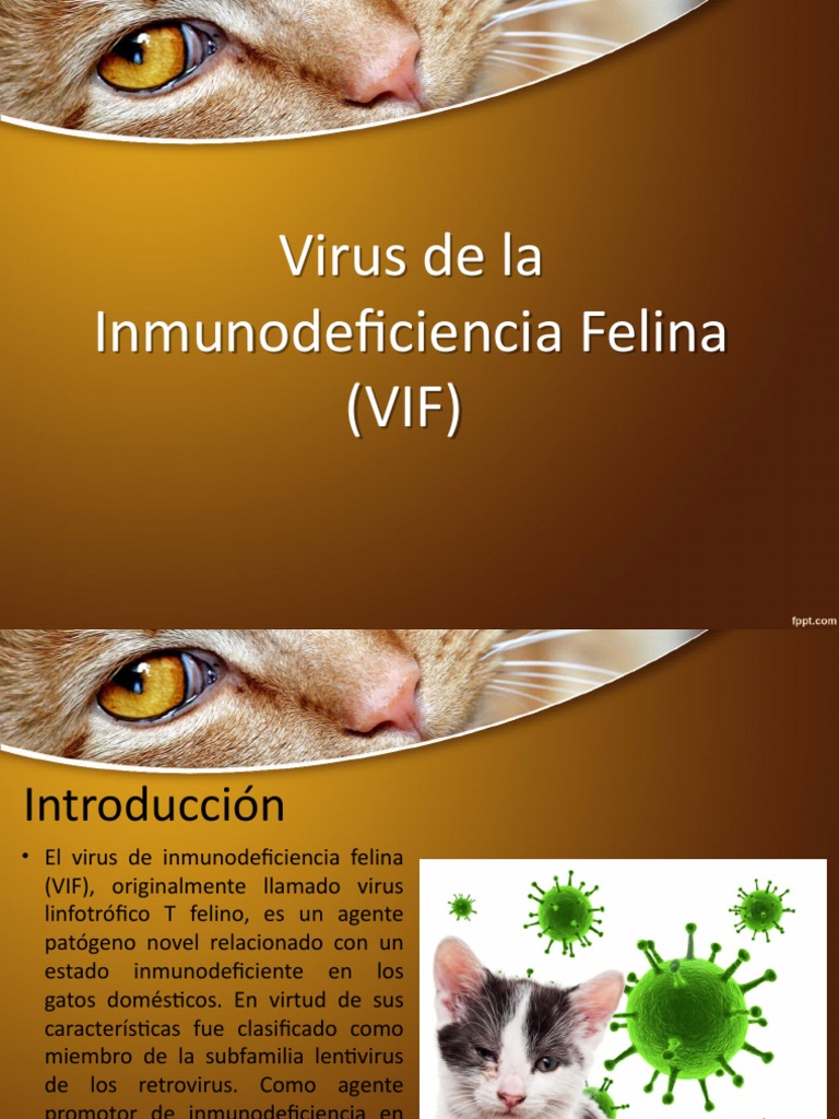 SIDA Felino y Leucemia Felina | PDF | Virus | Gatos