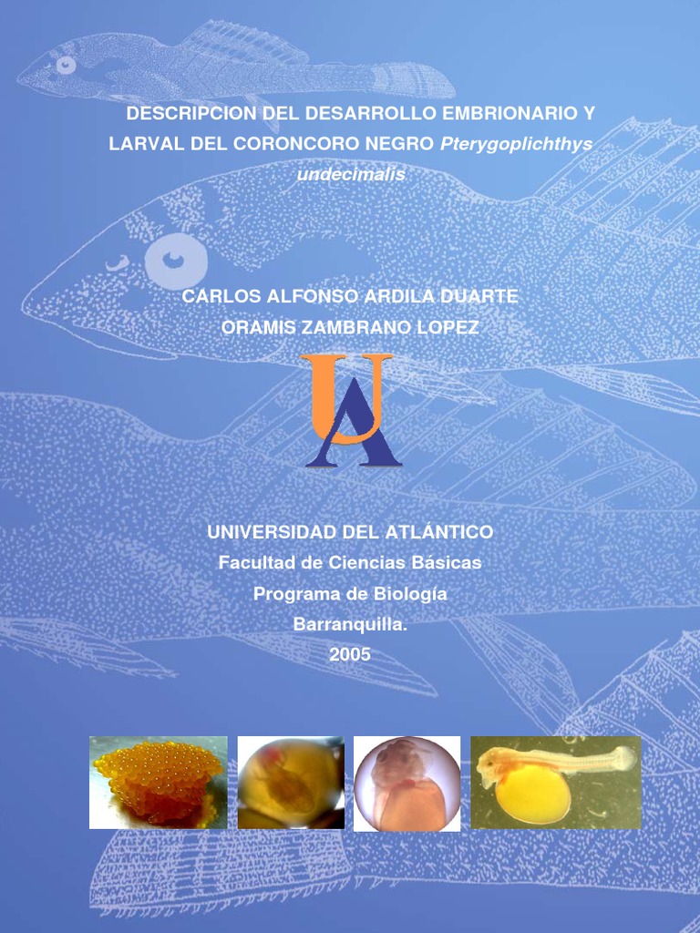 Descripción del desarrollo embrionario y larval del pez coroncoro negro ...